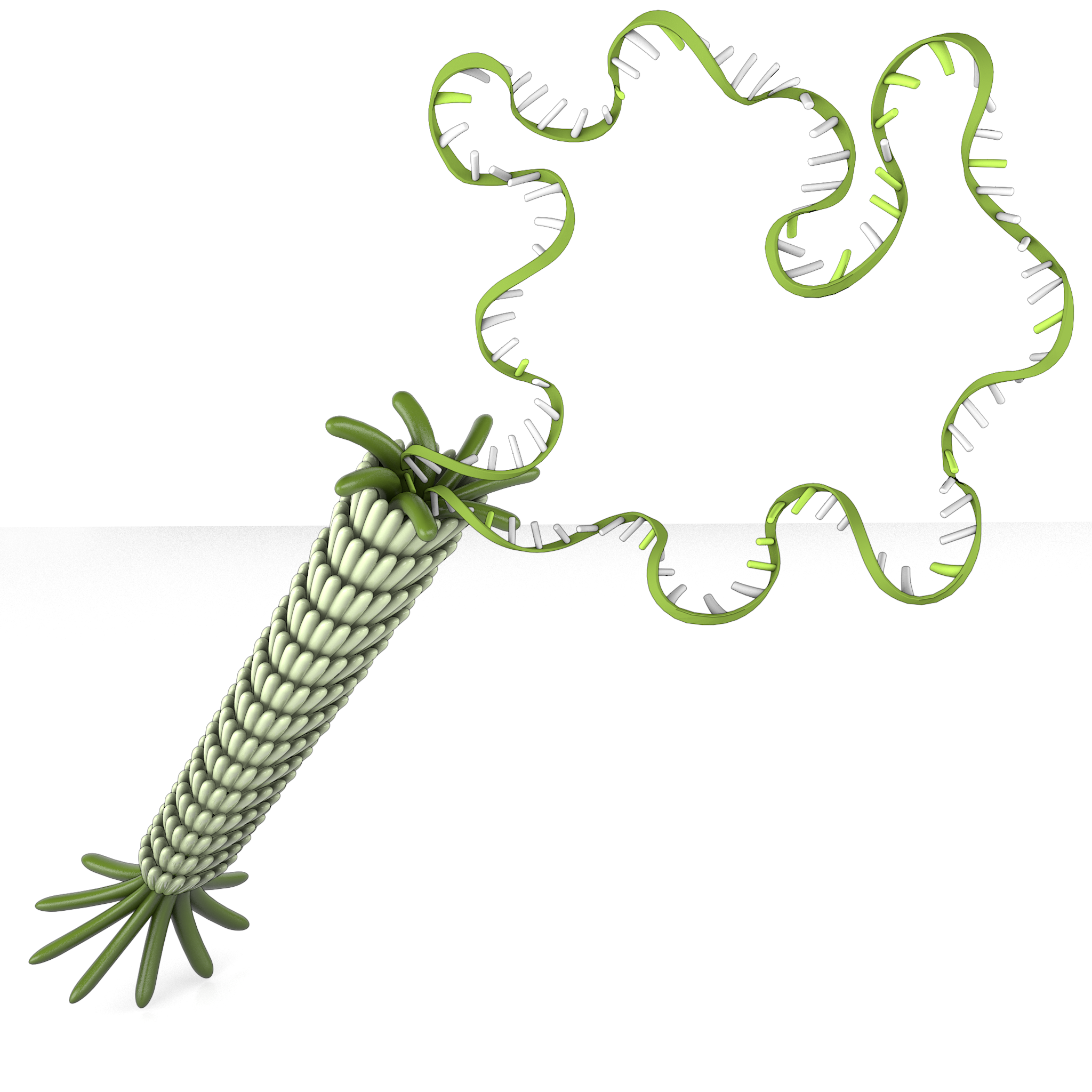 Scaffold ssDNA for DNA Origami – tilibit nanosystems